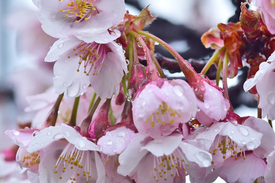 challenge 80挑戦 CHALLENGE Javascript