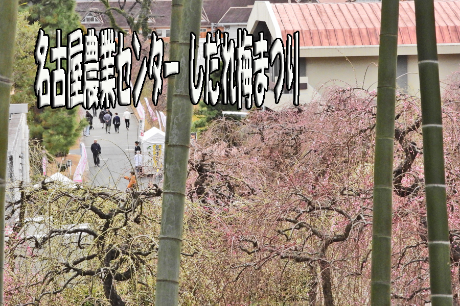 challenge 80挑戦 CHALLENGE Javascript