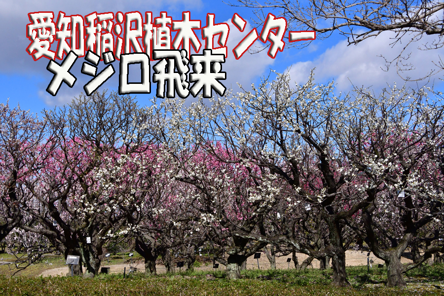 challenge 80挑戦 CHALLENGE Javascript