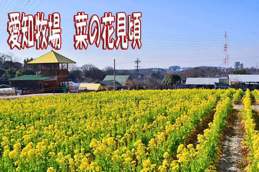 challenge 80挑戦 CHALLENGE Javascript