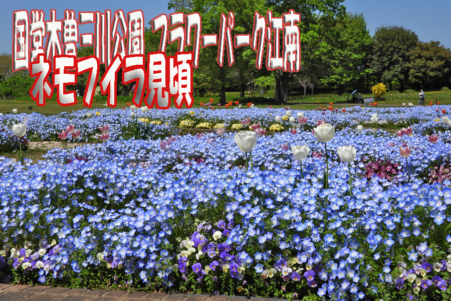 challenge 80挑戦 CHALLENGE Javascript