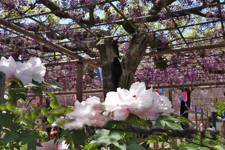 challenge 80挑戦 CHALLENGE Javascript