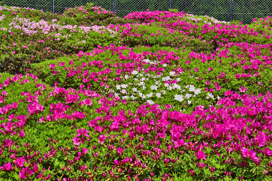 challenge 80挑戦 CHALLENGE Javascript